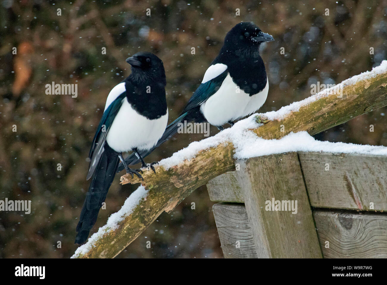 Paar elstern -Fotos und -Bildmaterial in hoher Auflösung – Alamy