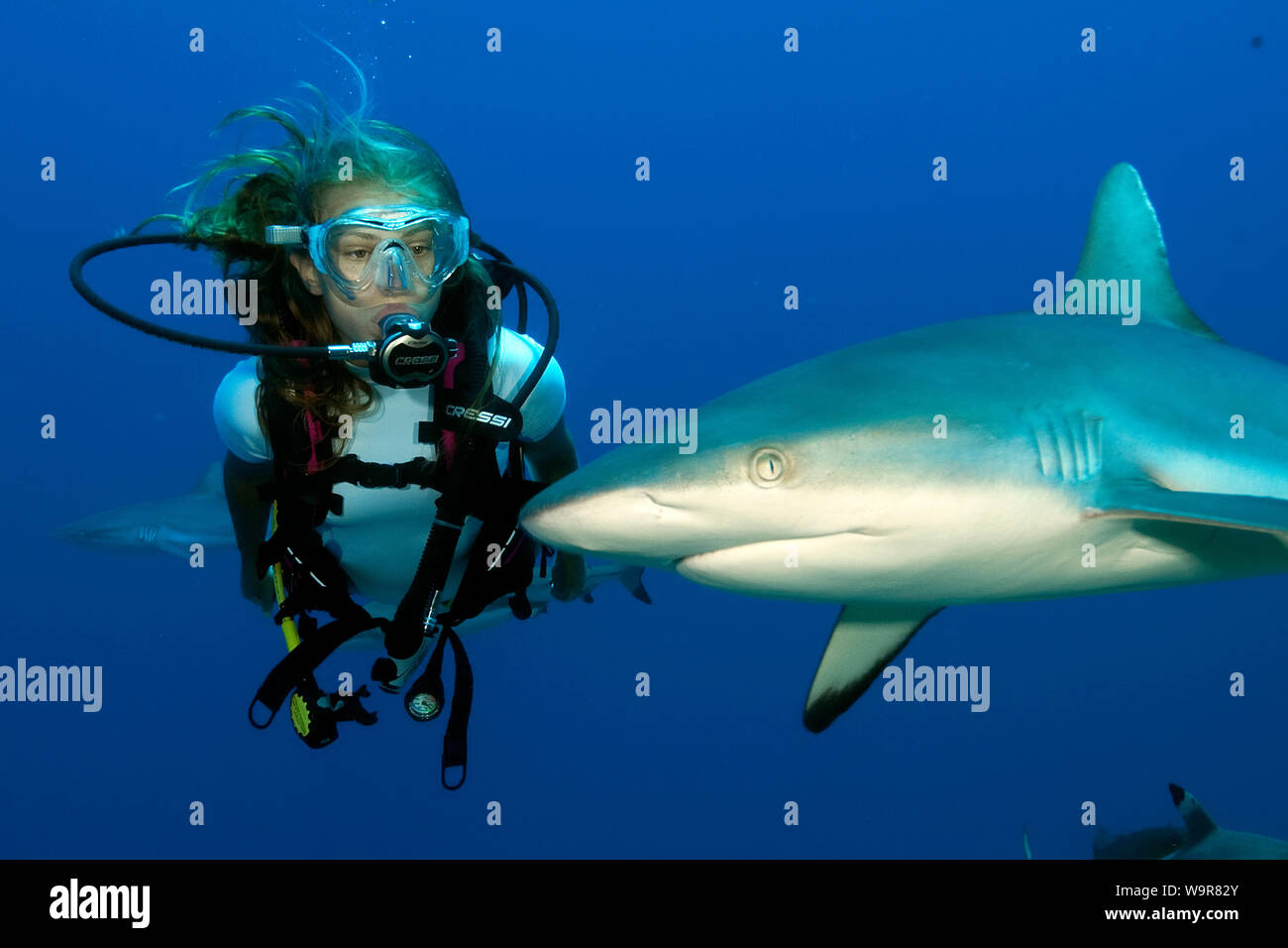 Grauer riffhai und taucher -Fotos und -Bildmaterial in hoher Auflösung ...