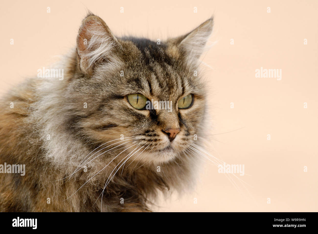 Norsk skogkatt norwegian forest cat -Fotos und -Bildmaterial in hoher ...