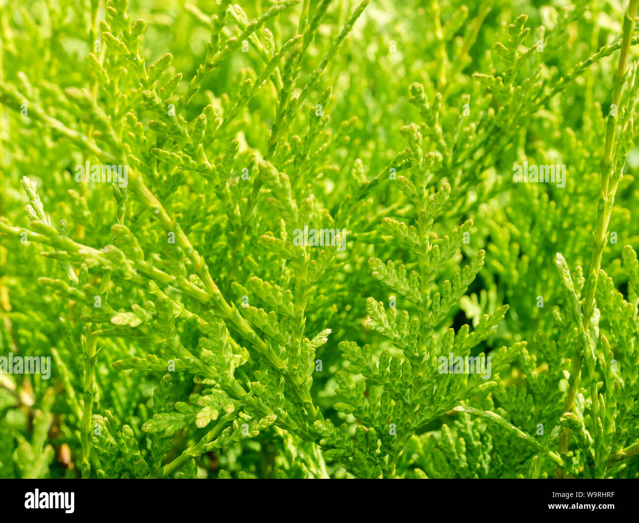 Thuja Occidentalis Tree Stockfotos und -bilder Kaufen - Alamy