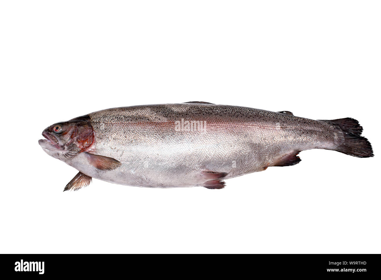 Blick über den ganzen großen Lachs Fisch auf einem weissem Hintergrund ...