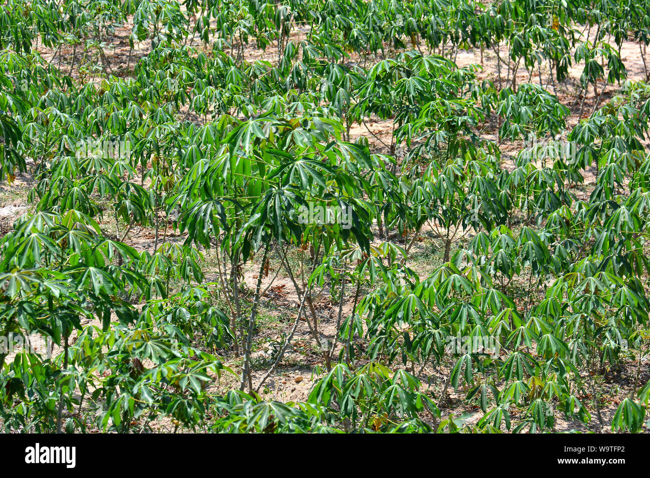 Ist maniok ist -Fotos und -Bildmaterial in hoher Auflösung – Alamy