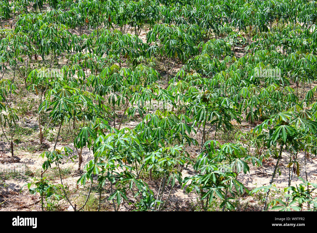 Ist maniok ist -Fotos und -Bildmaterial in hoher Auflösung – Alamy