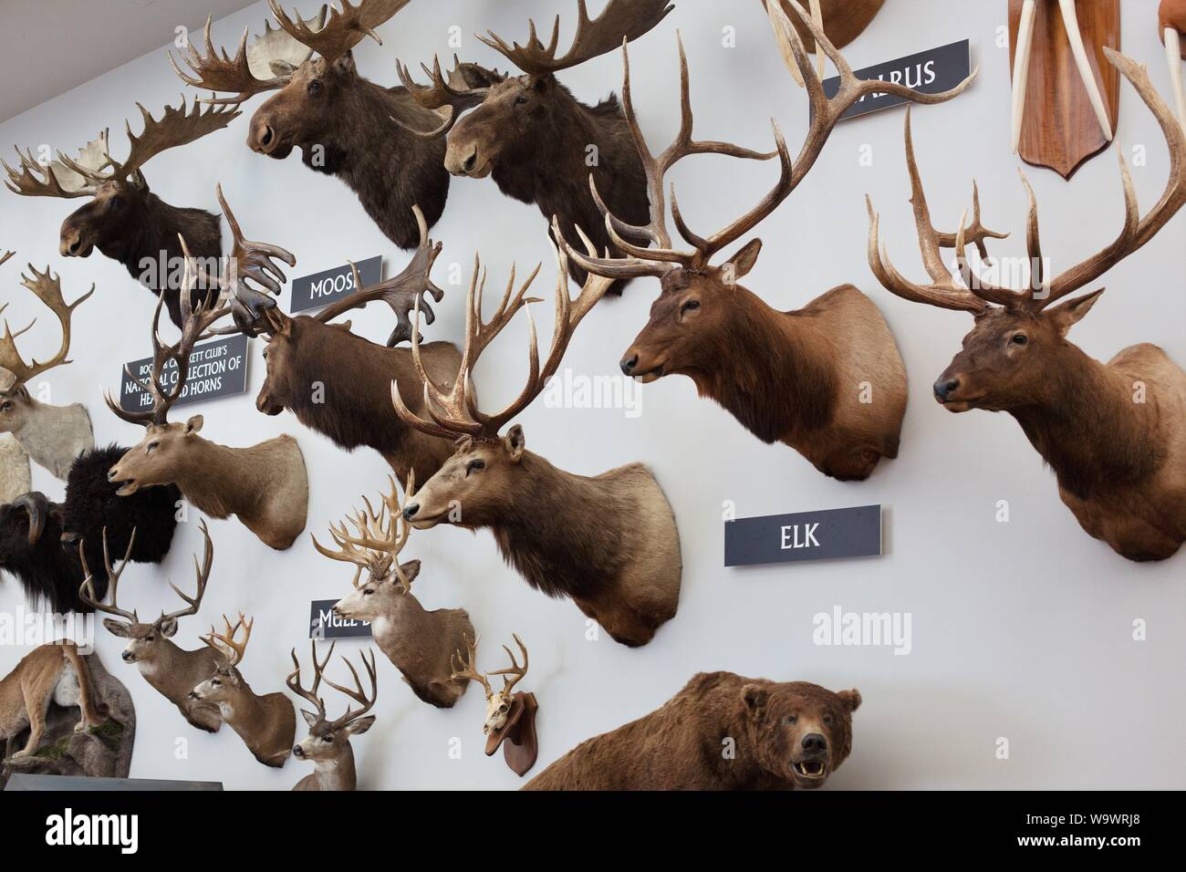 Tierwelt Der Usa Stockfotos und -bilder Kaufen - Alamy