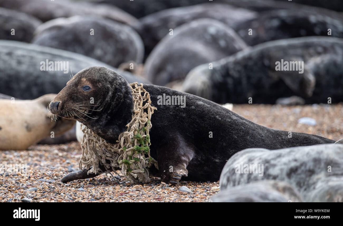 Seal net neck -Fotos und -Bildmaterial in hoher Auflösung – Alamy