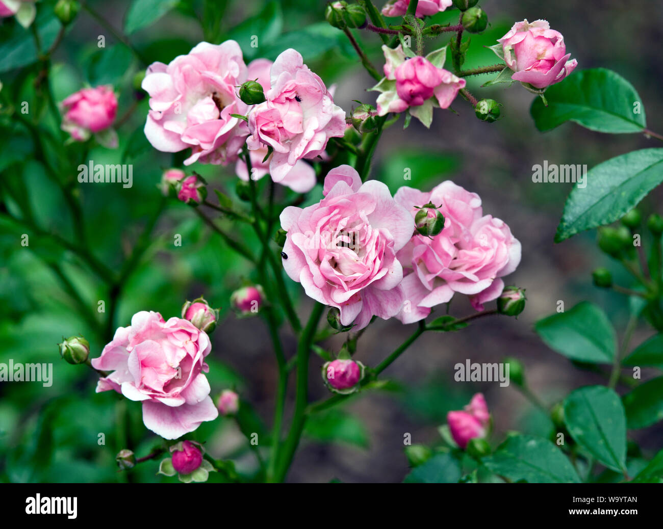 Rose the fairy -Fotos und -Bildmaterial in hoher Auflösung – Alamy