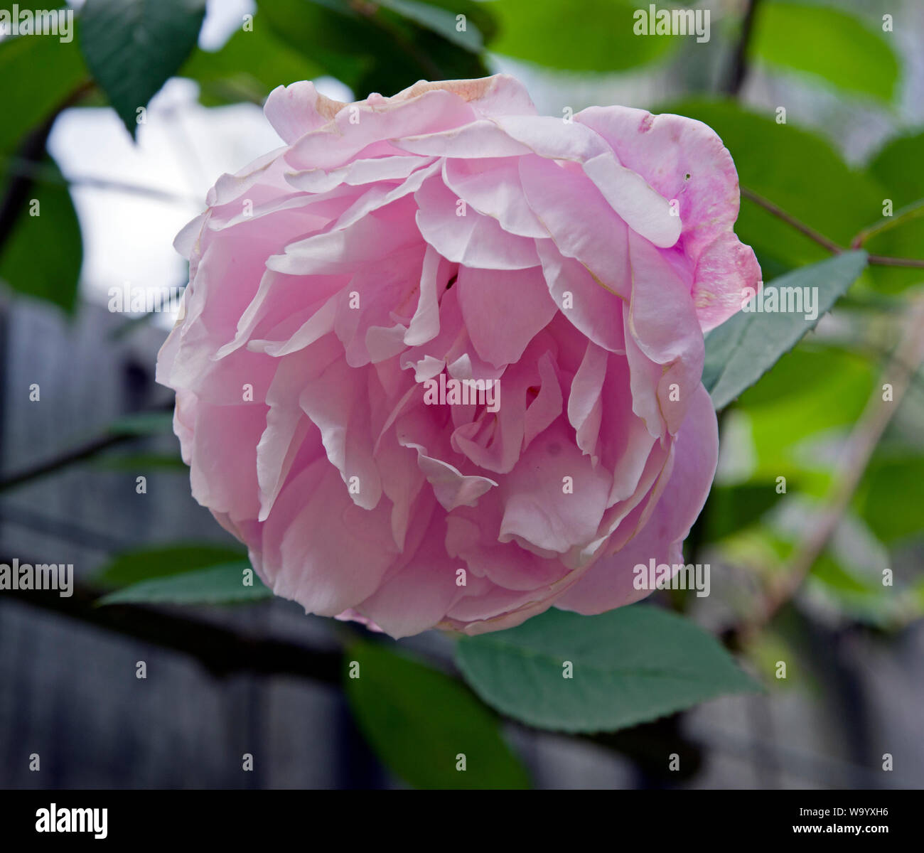 Mortimer sackler rose -Fotos und -Bildmaterial in hoher Auflösung – Alamy