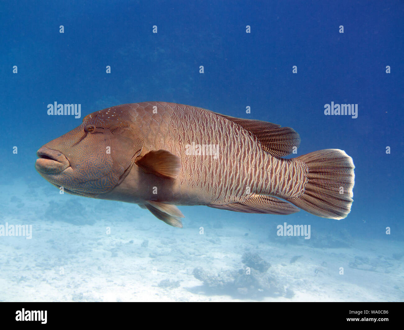 Napoleon fisch -Fotos und -Bildmaterial in hoher Auflösung – Alamy