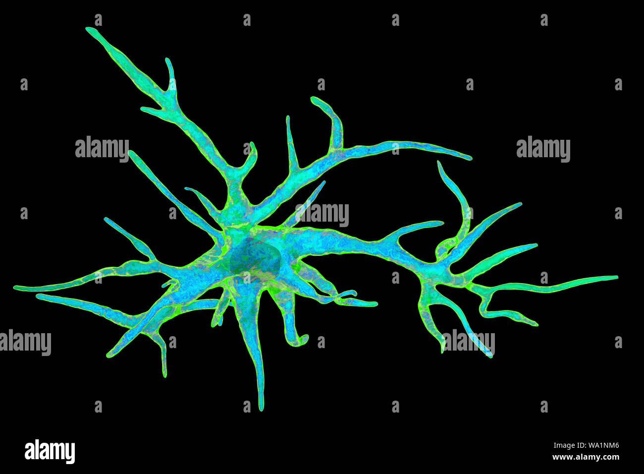 Astrozytische gliazelle -Fotos und -Bildmaterial in hoher Auflösung – Alamy