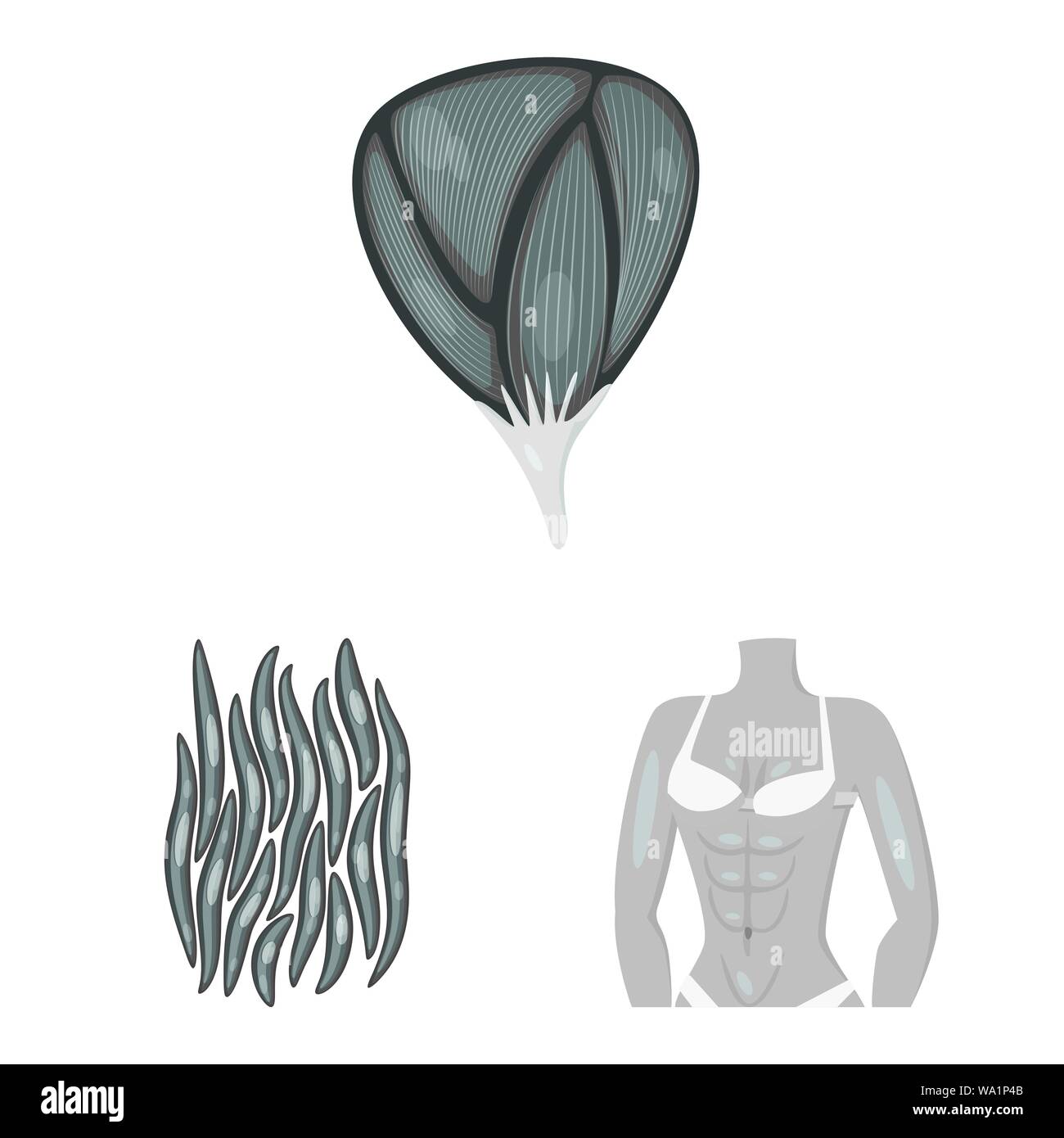 Vector Illustration des menschlichen Körper und Symbol. Sammlung von ...