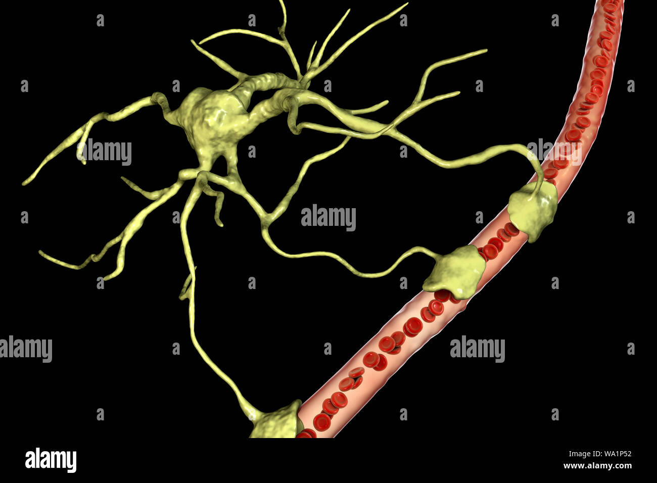 Astrocyte und Blutgefäßen, computer Abbildung. Astrozyten und ...