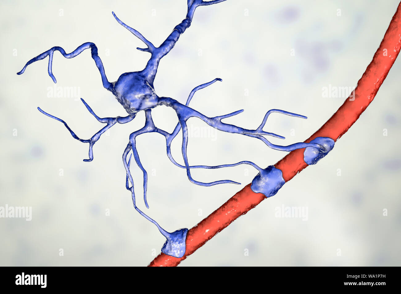Astrocyte und Blutgefäßen, computer Abbildung. Astrozyten und ...