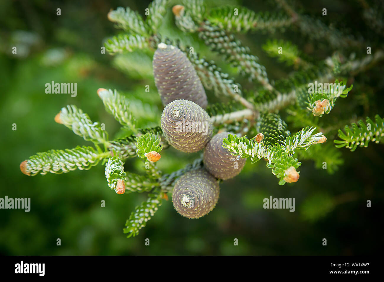 Zapfen Auf Einem Ast Stockfotos und -bilder Kaufen - Alamy