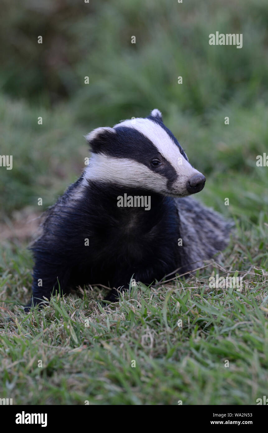 Gestreifter kopf -Fotos und -Bildmaterial in hoher Auflösung – Alamy