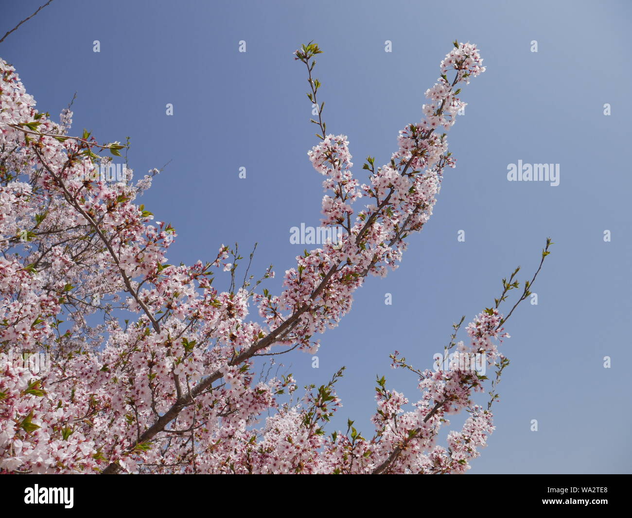 Japan sakura -Fotos und -Bildmaterial in hoher Auflösung – Alamy