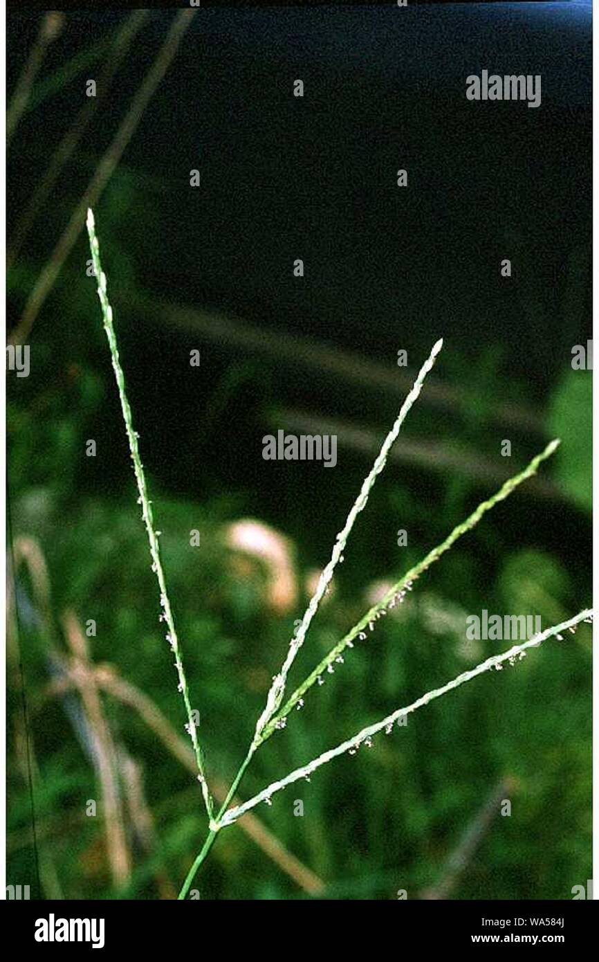 Digitaria sanguinalis -Fotos und -Bildmaterial in hoher Auflösung – Alamy
