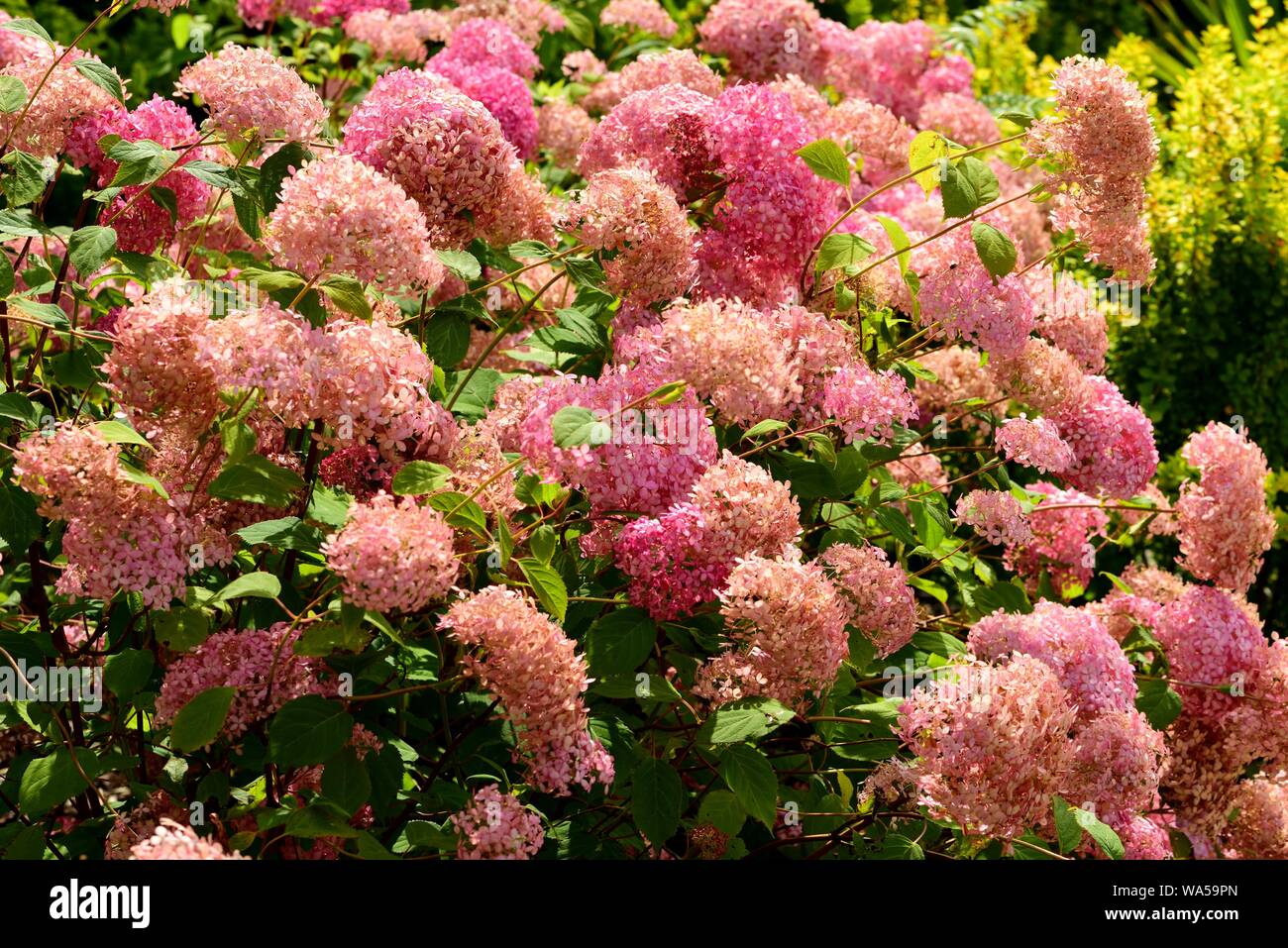 Rosa annabelle -Fotos und -Bildmaterial in hoher Auflösung – Alamy