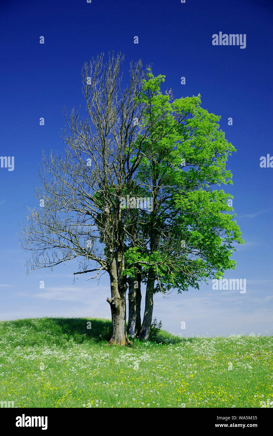 Tot oder lebendig -Fotos und -Bildmaterial in hoher Auflösung – Alamy