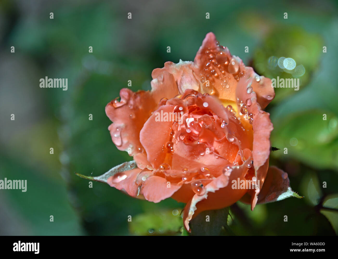 Party Time Hybrid Tea Rose nach einer kurzen Regen, die Sonne scheint ...