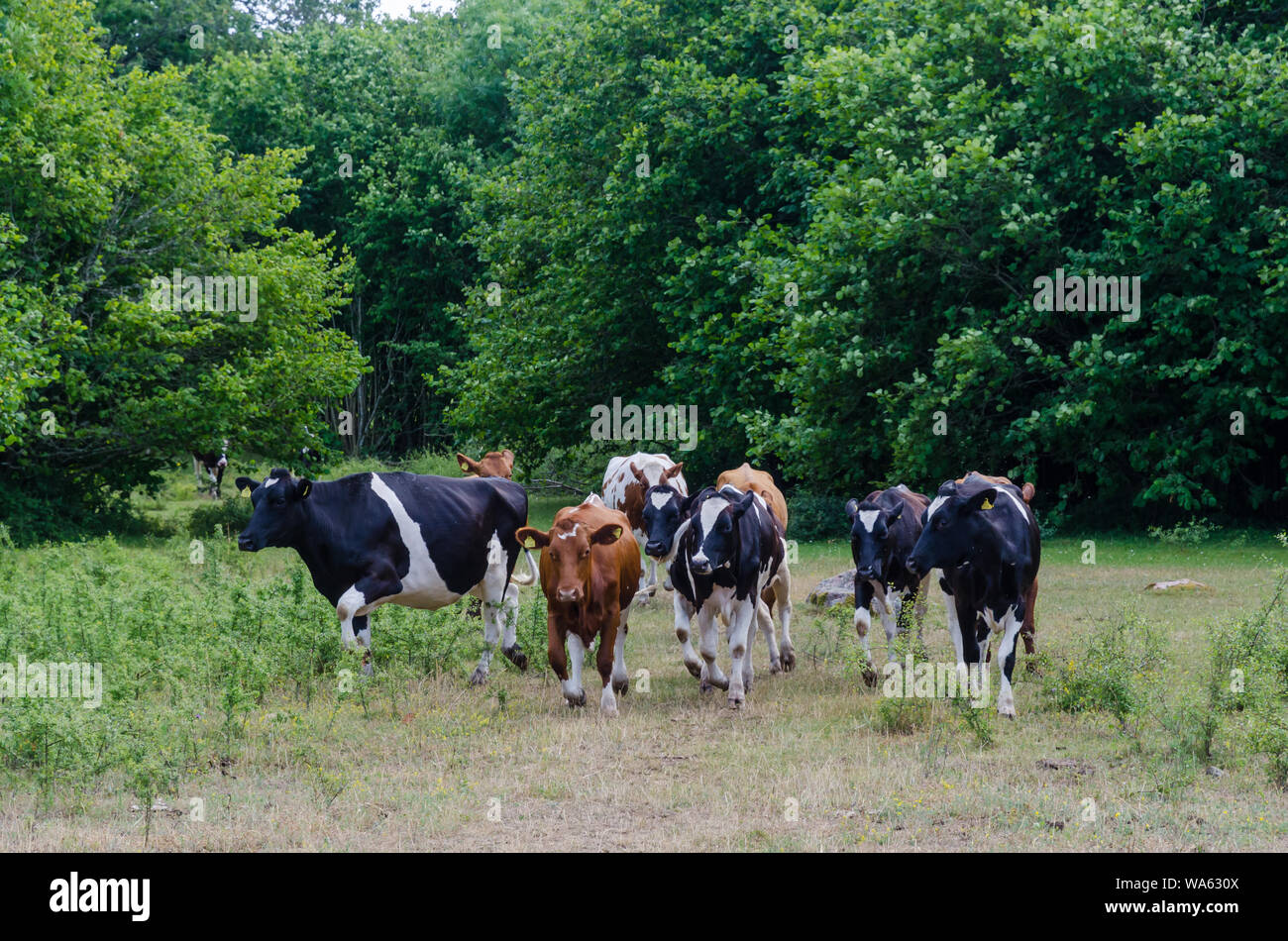 Rinderherde laufen in einer Waldlichtung auf der Insel Oland in ...