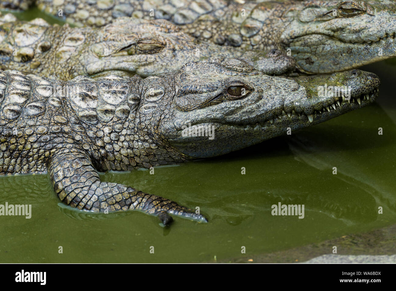Crocodile baby teeth -Fotos und -Bildmaterial in hoher Auflösung ...
