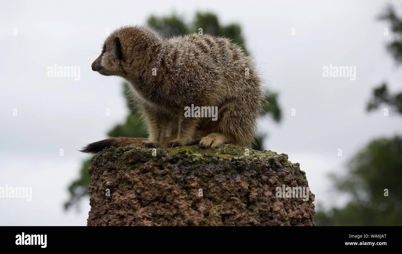 Center Parcs Longleat Fotos Und Bildmaterial In Hoher Auflösung Alamy