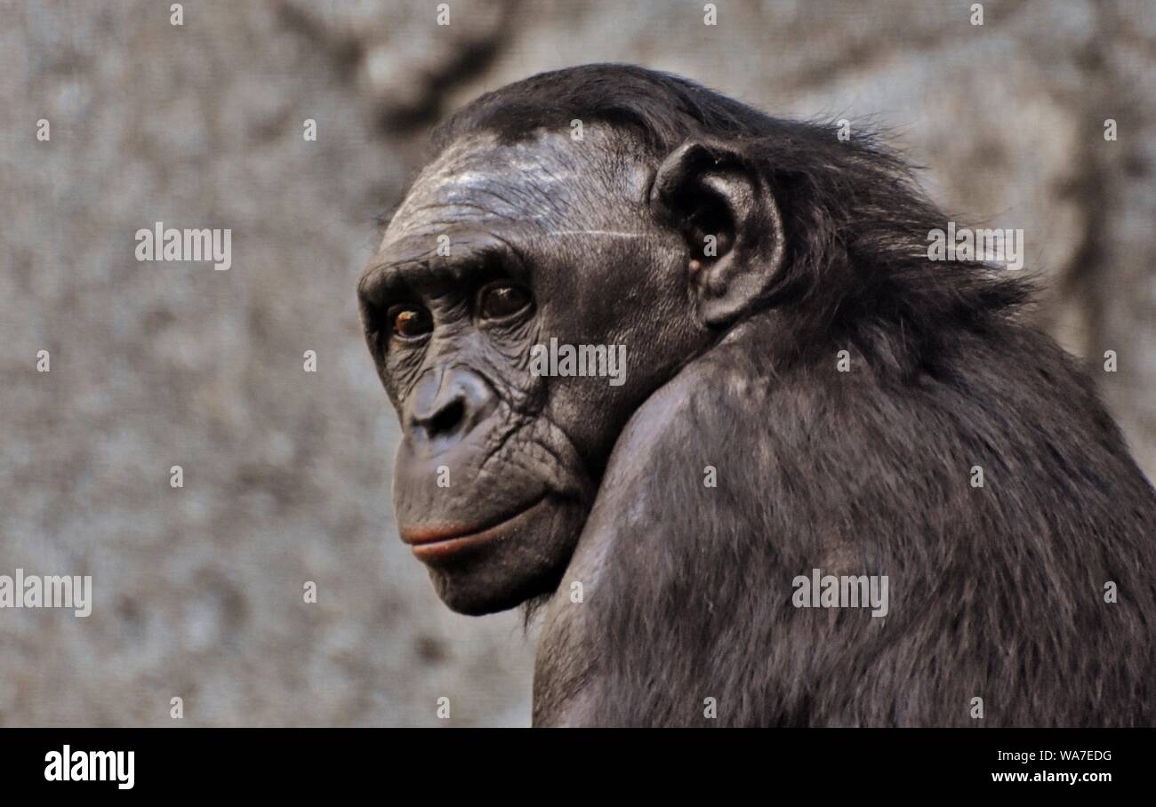 Affe schimpanse schimpanse -Fotos und -Bildmaterial in hoher Auflösung ...