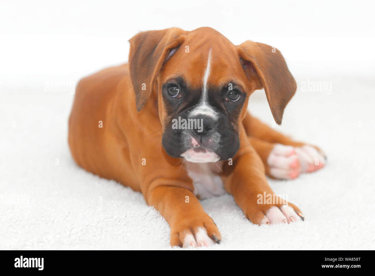 Boxer pup -Fotos und -Bildmaterial in hoher Auflösung – Alamy