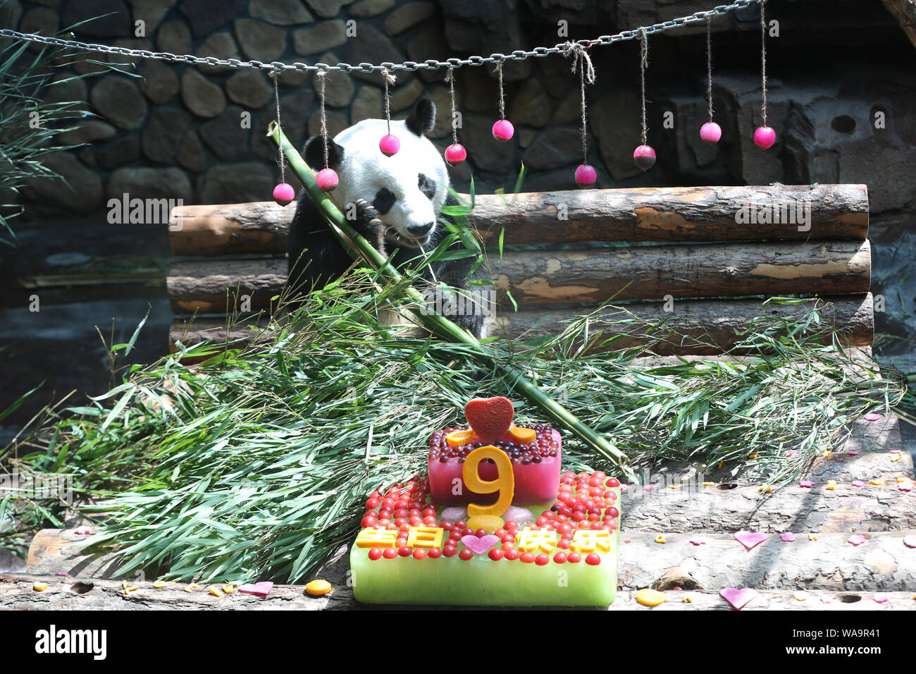 Der Panda Erxi isst Bambussprossen vor Obst und Eis Blöcke mit Form der ...