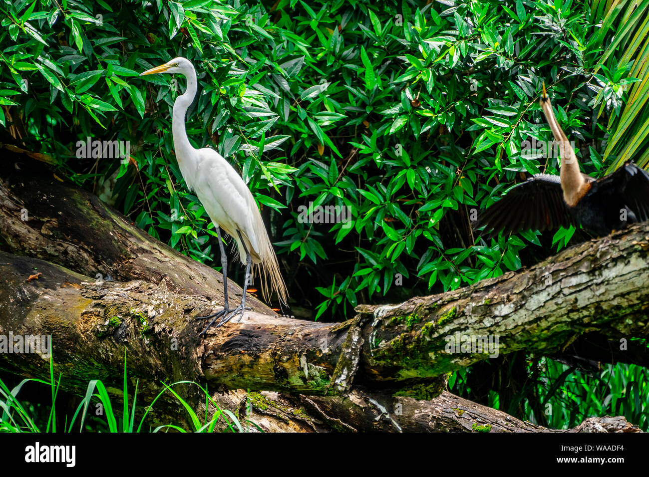 Mittelamerika reiher -Fotos und -Bildmaterial in hoher Auflösung – Alamy