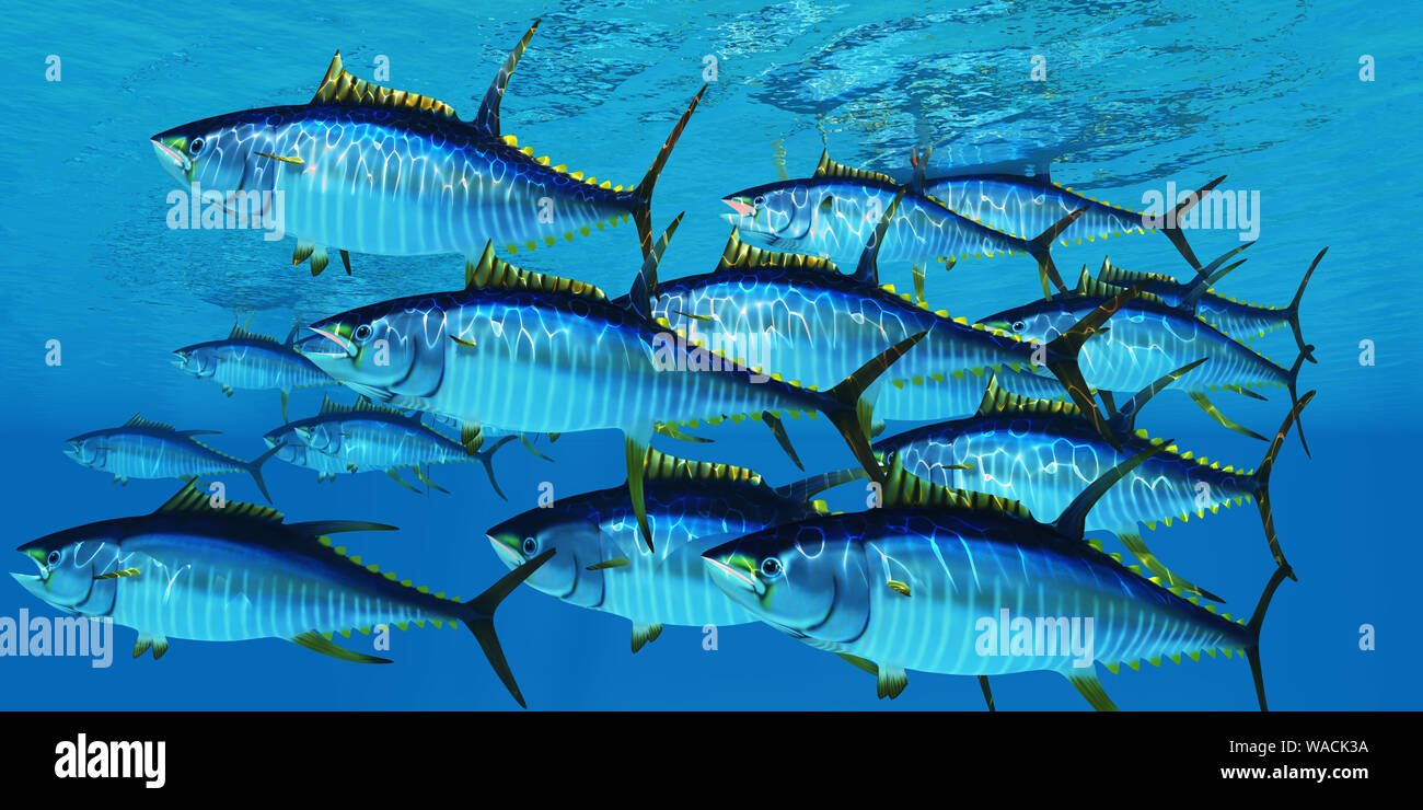 Echte thunfische -Fotos und -Bildmaterial in hoher Auflösung – Alamy
