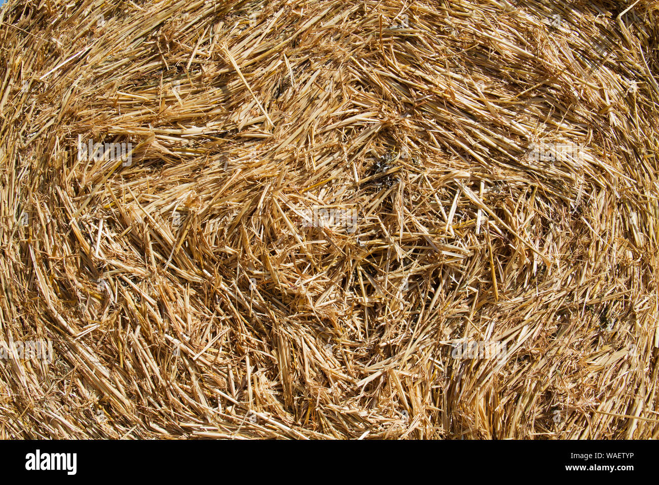 Heu stroh -Fotos und -Bildmaterial in hoher Auflösung – Alamy