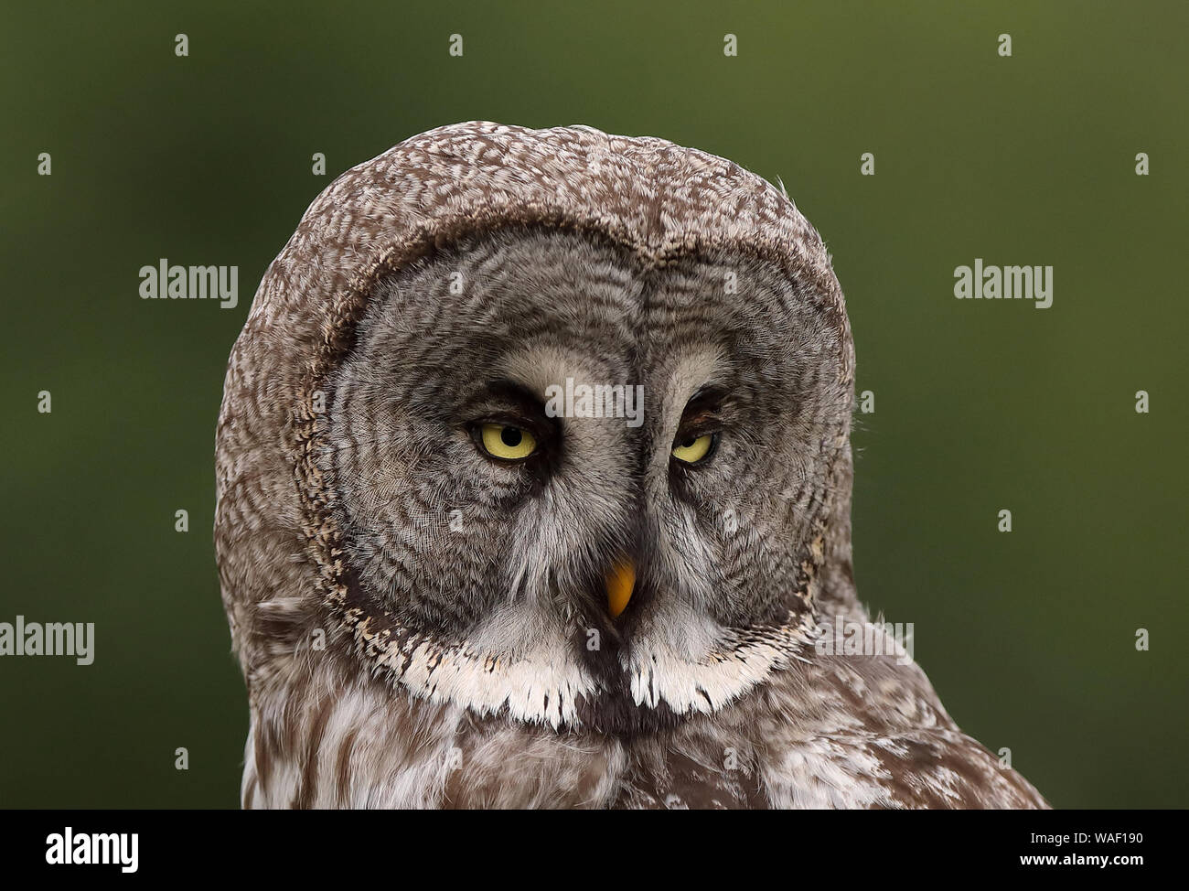 Eule makro -Fotos und -Bildmaterial in hoher Auflösung – Alamy