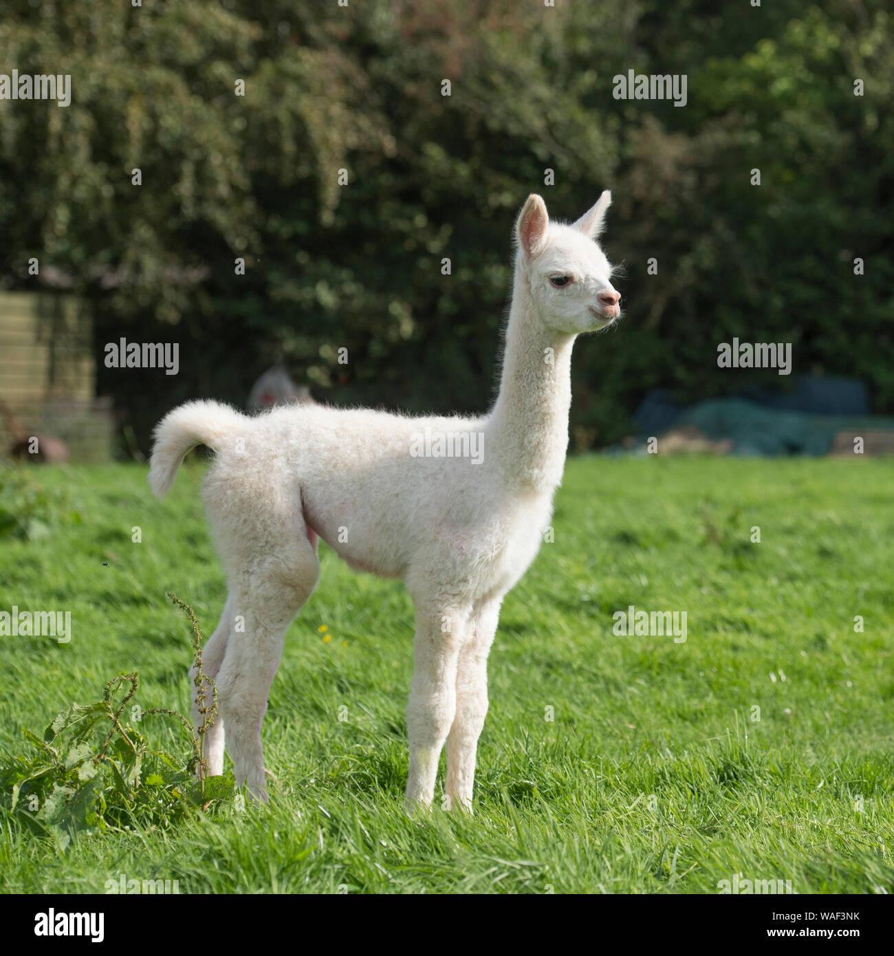 Alpaka im profil -Fotos und -Bildmaterial in hoher Auflösung – Alamy
