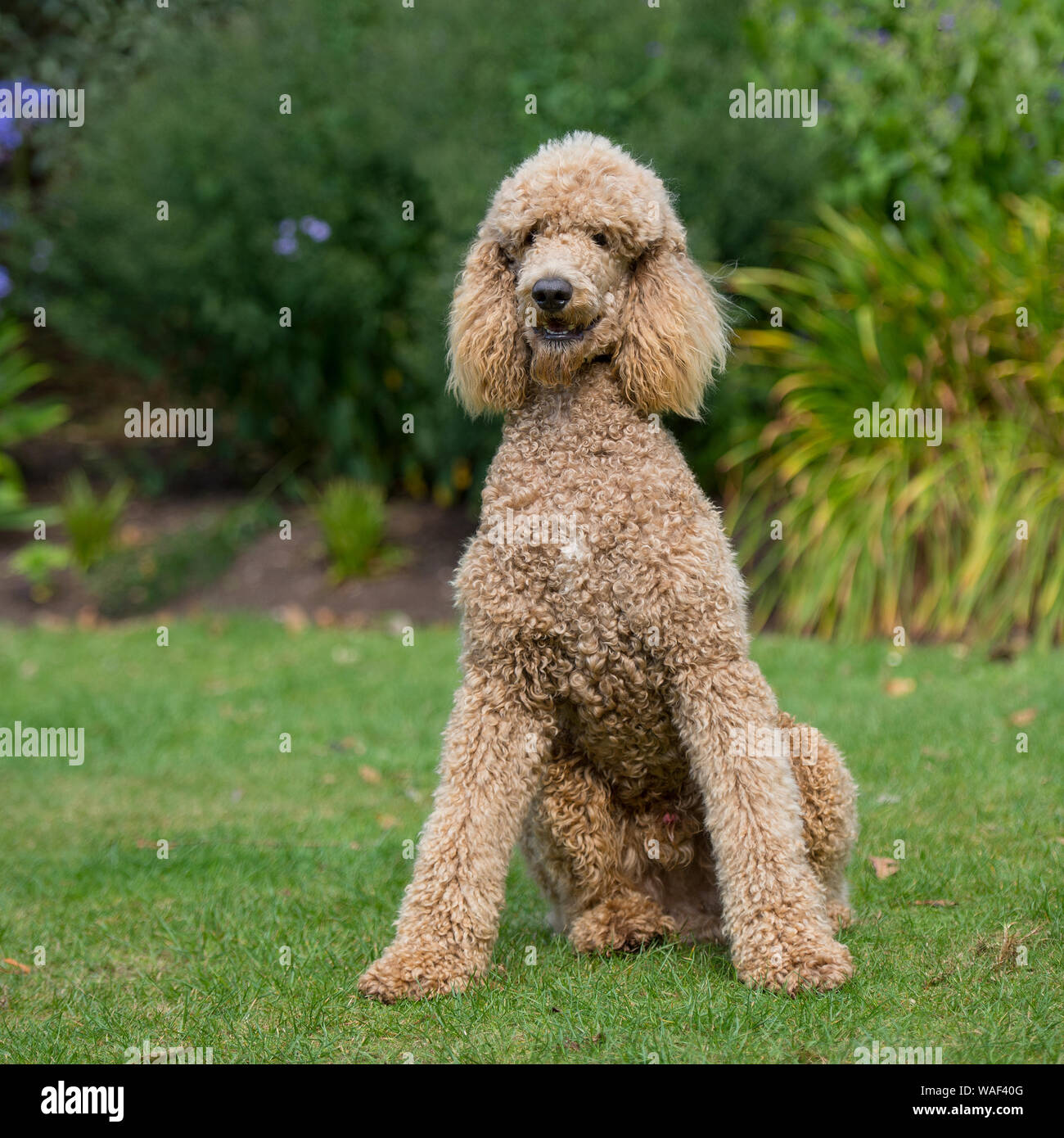 Poodle standard -Fotos und -Bildmaterial in hoher Auflösung – Alamy