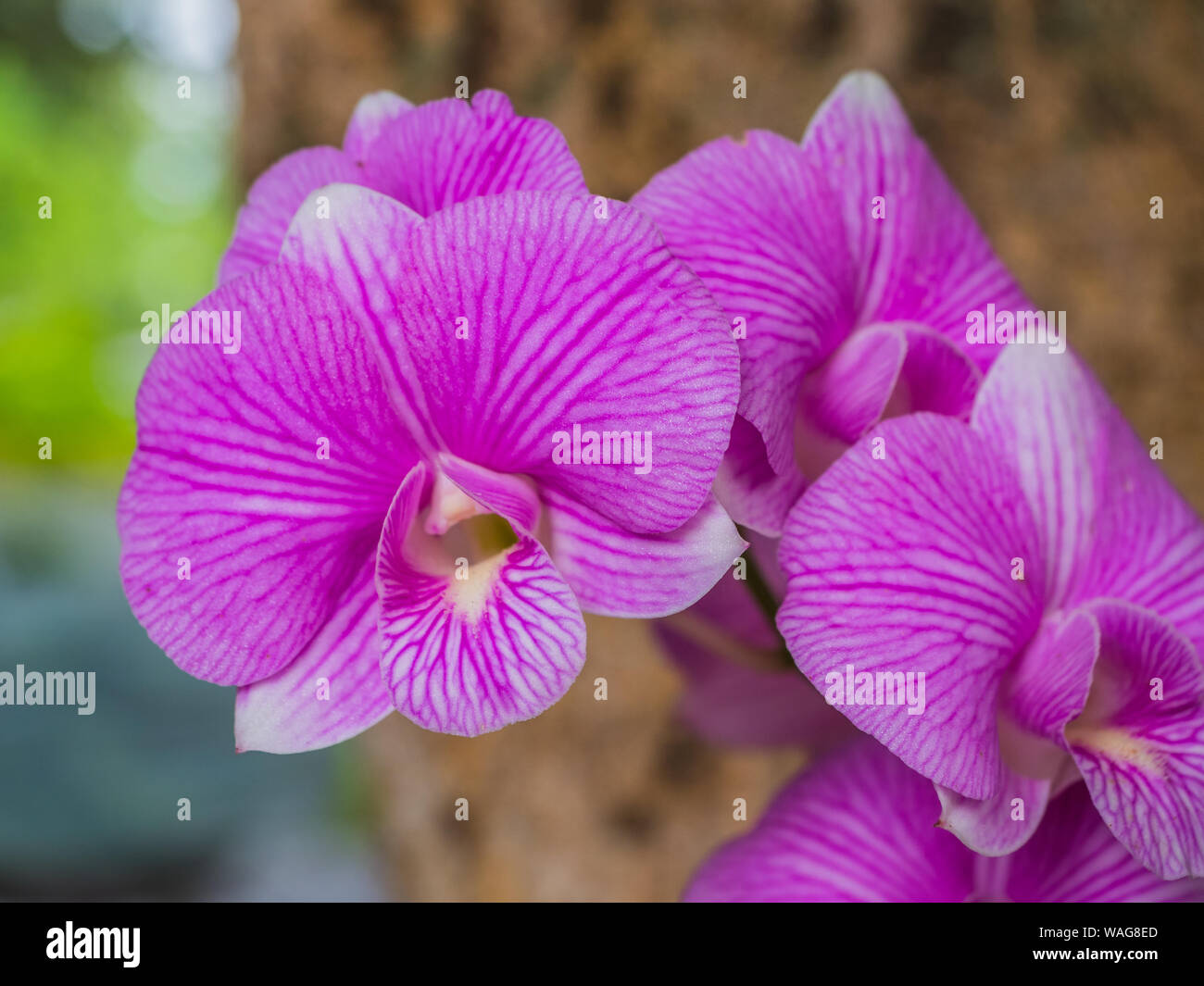 Orchidee cattleya lila violette farbe -Fotos und -Bildmaterial in hoher ...