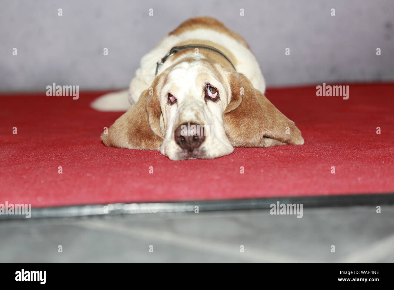 Polizeiruf 110 serie -Fotos und -Bildmaterial in hoher Auflösung – Alamy