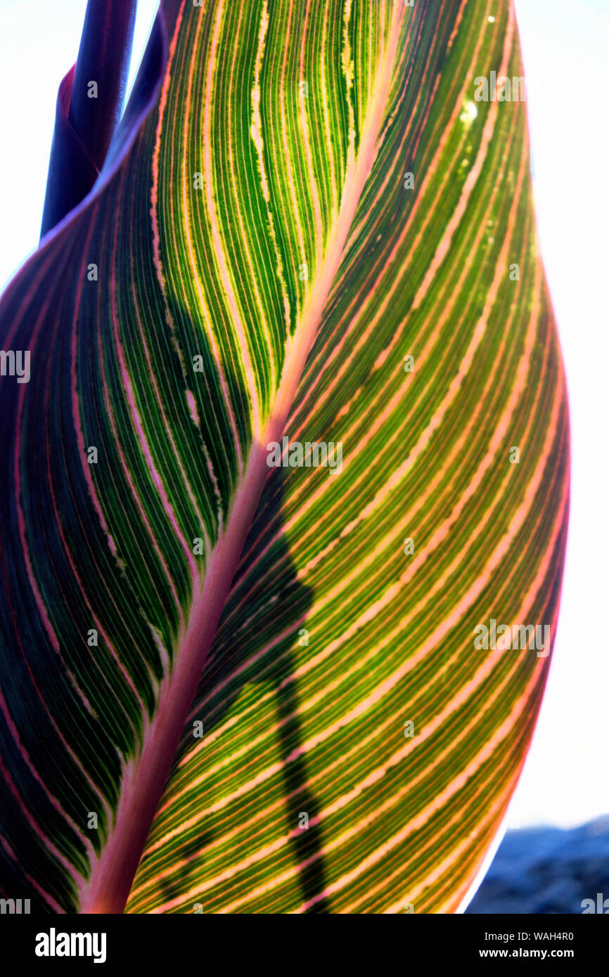 Blatt von Canna Phasion lily Pflanzen Hintergrundbeleuchtung mit ...