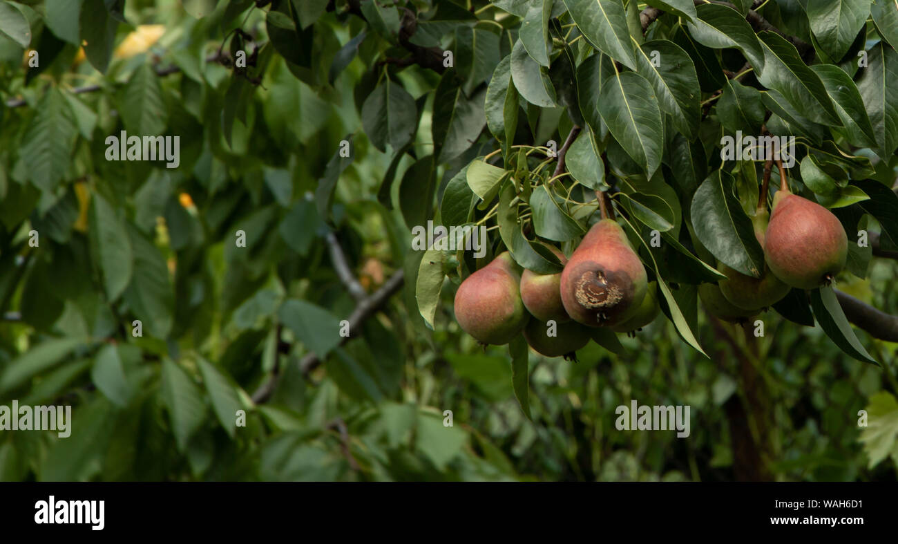 Birnen beginnen zu faulen im Baum Stockfotografie - Alamy