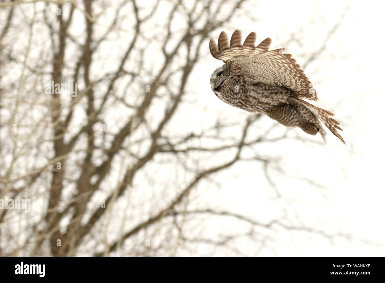 Tolle graue eulen -Fotos und -Bildmaterial in hoher Auflösung – Alamy