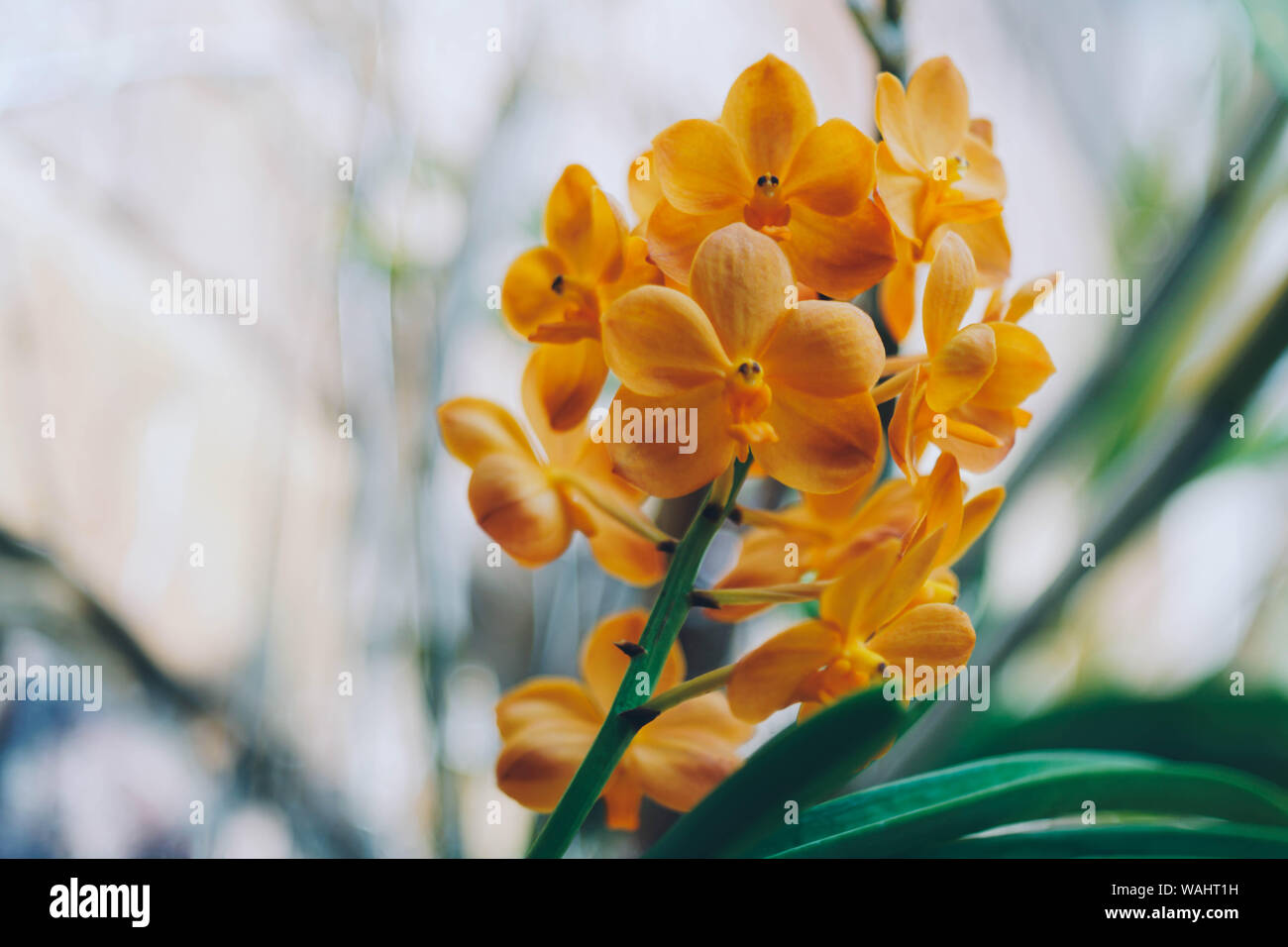 Orange orchid flowers -Fotos und -Bildmaterial in hoher Auflösung – Alamy