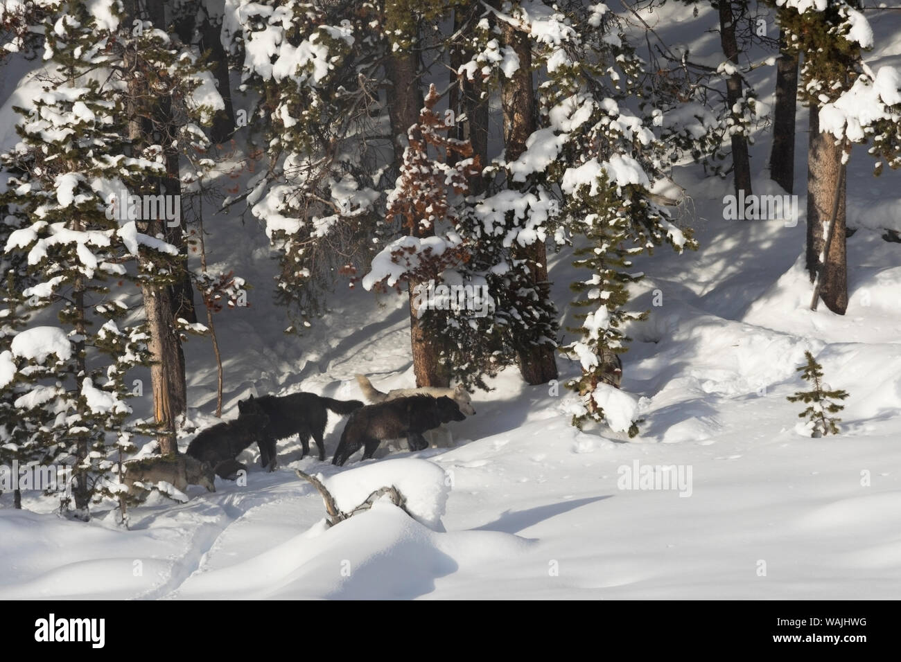 Alpha wolfsbande -Fotos und -Bildmaterial in hoher Auflösung – Alamy
