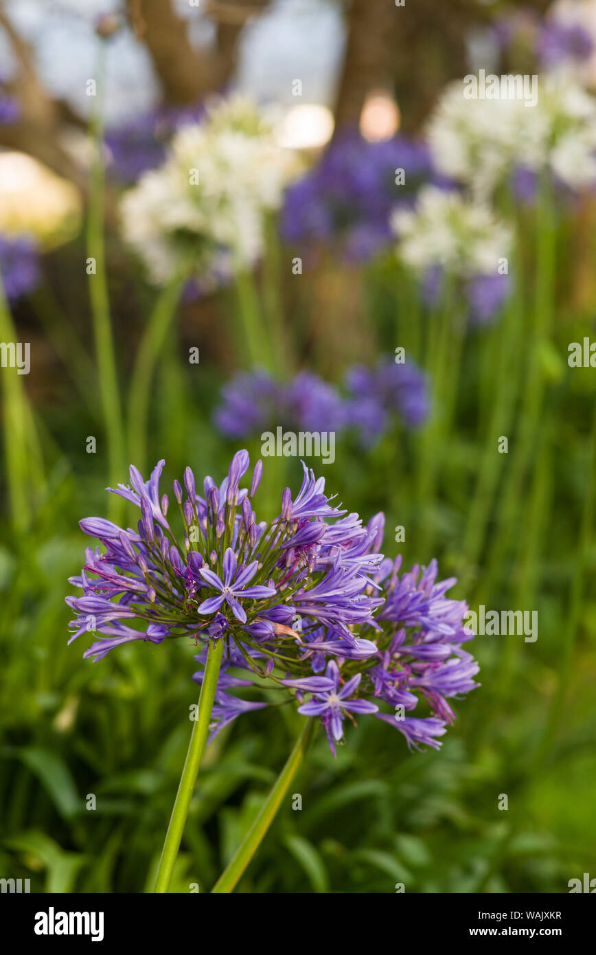 Azores flower -Fotos und -Bildmaterial in hoher Auflösung – Alamy