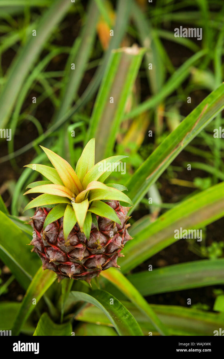 Azoren ananas plantage -Fotos und -Bildmaterial in hoher Auflösung – Alamy