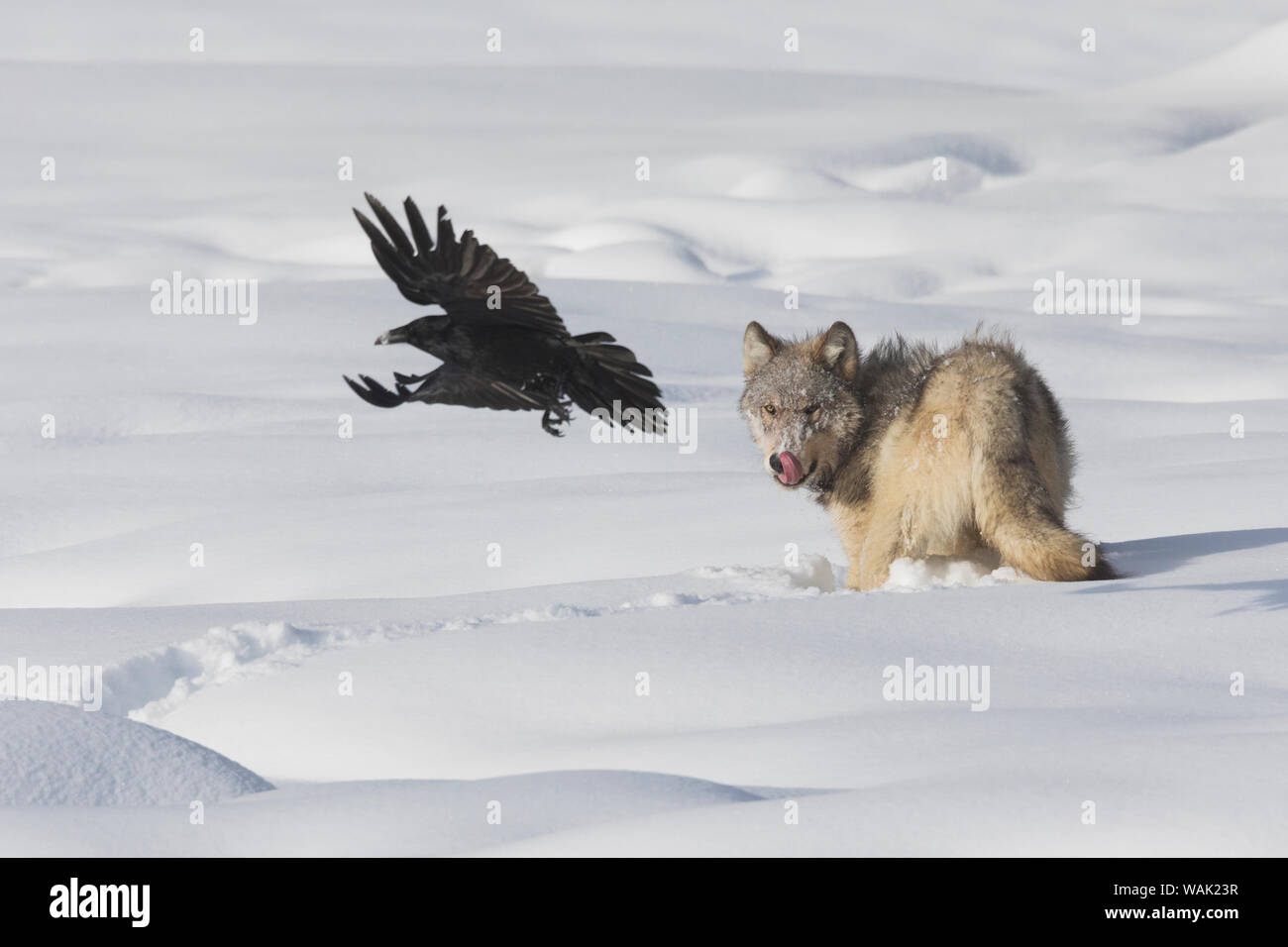 Yellowstone wolf pack -Fotos und -Bildmaterial in hoher Auflösung – Alamy