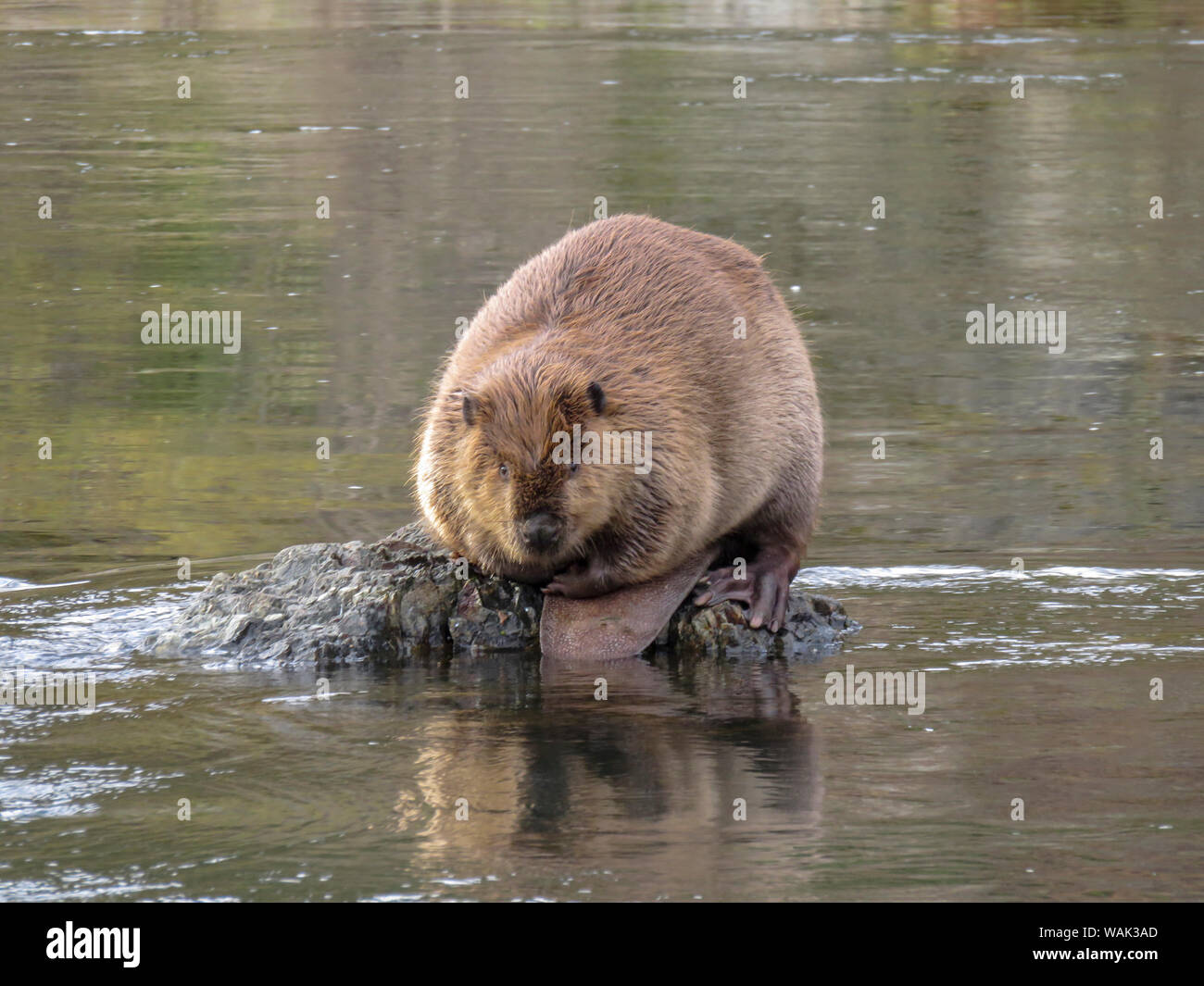 Fetter biber -Fotos und -Bildmaterial in hoher Auflösung – Alamy