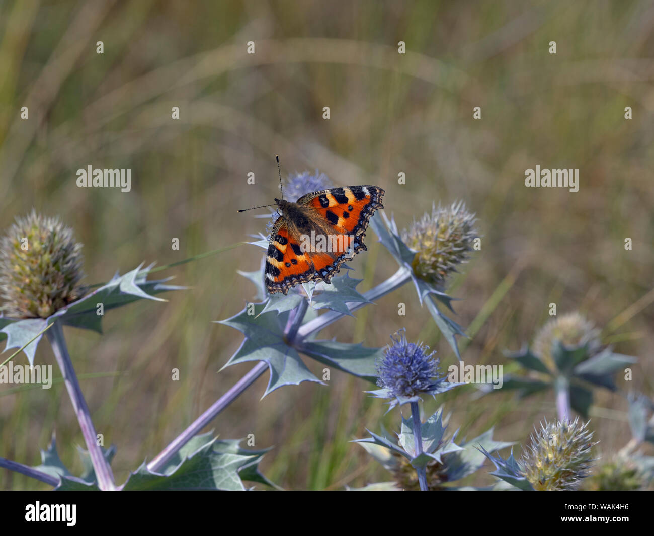 Hohe brennnessel -Fotos und -Bildmaterial in hoher Auflösung – Alamy