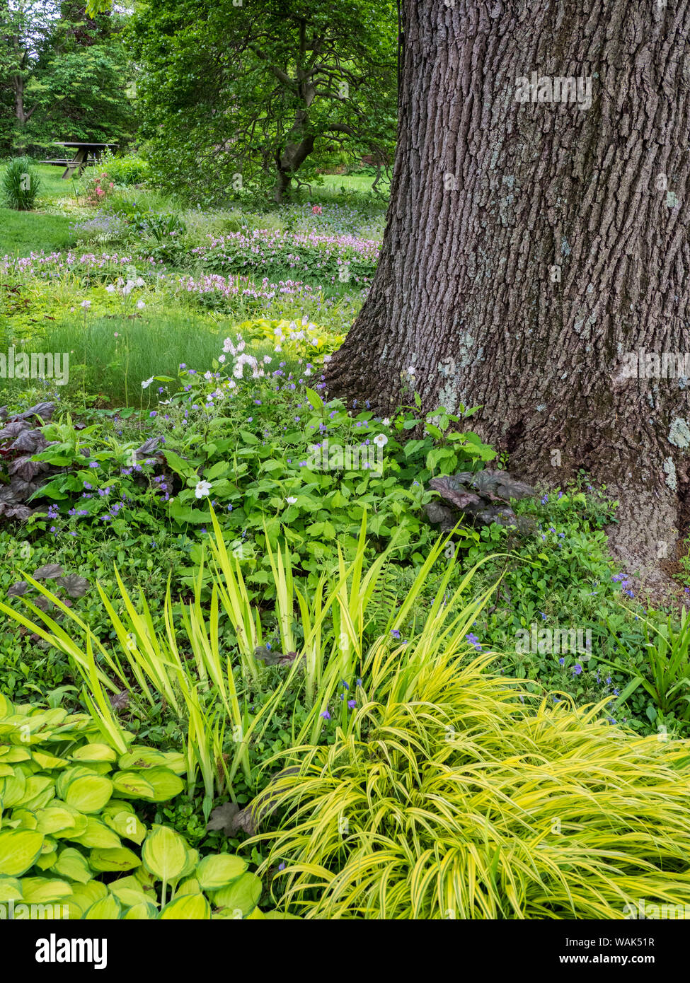 Blühende Pflanzen und Texturen um einen großen Baum im Garten wächst ...