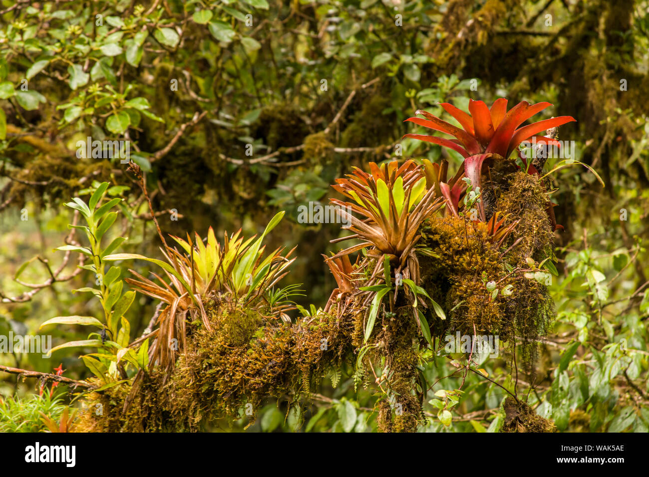 Monteverde sky walk -Fotos und -Bildmaterial in hoher Auflösung – Alamy
