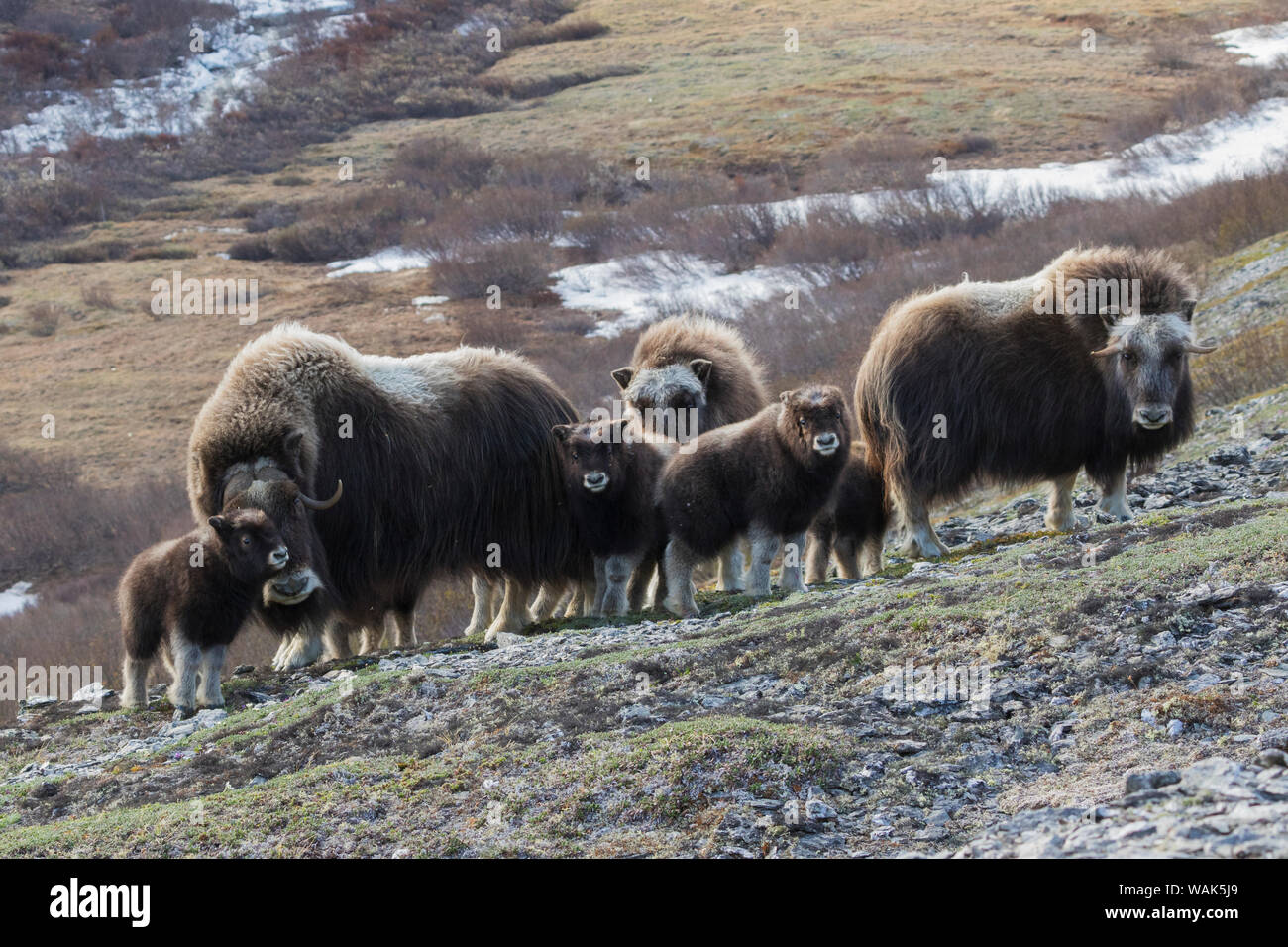 Arktische tundra -Fotos und -Bildmaterial in hoher Auflösung – Alamy